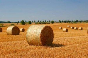 Hay vs. Straw – What’s The Difference?