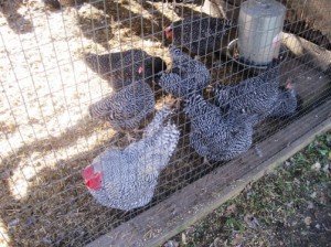 March 19th Is National Poultry Day