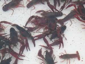 Buy Live Red Swamp Crayfish – Procambarus Clarkii